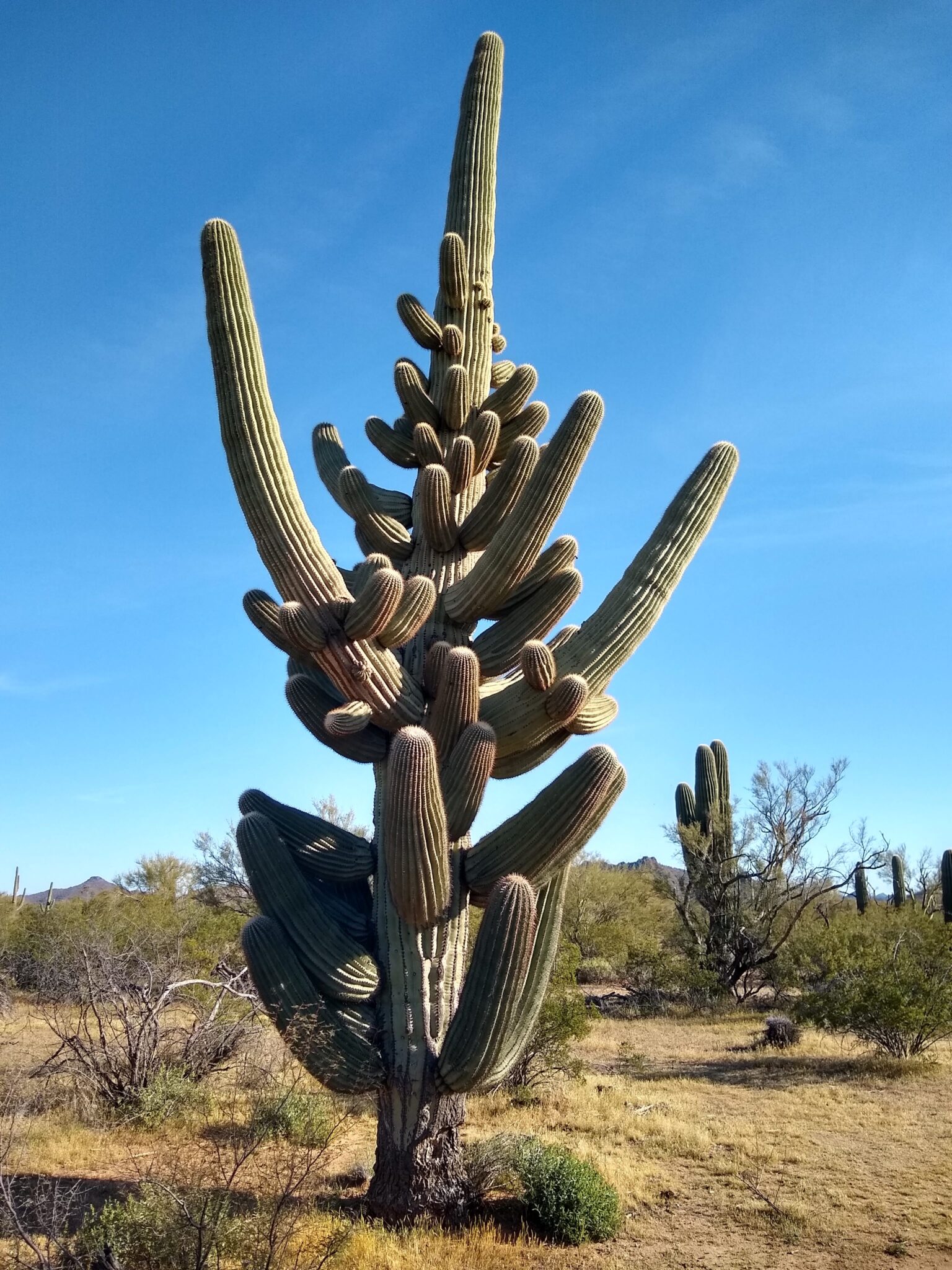 The 80-armed saguaro – Ironwood Forest