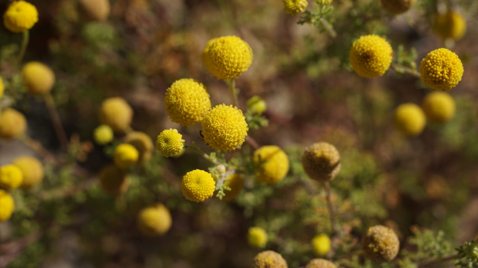 Stinknet is a threat – Ironwood Forest