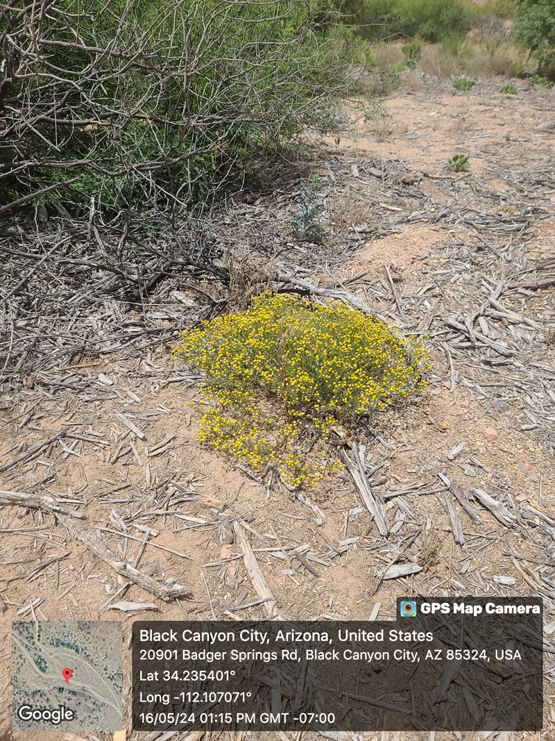 Stinknet is a threat – Ironwood Forest